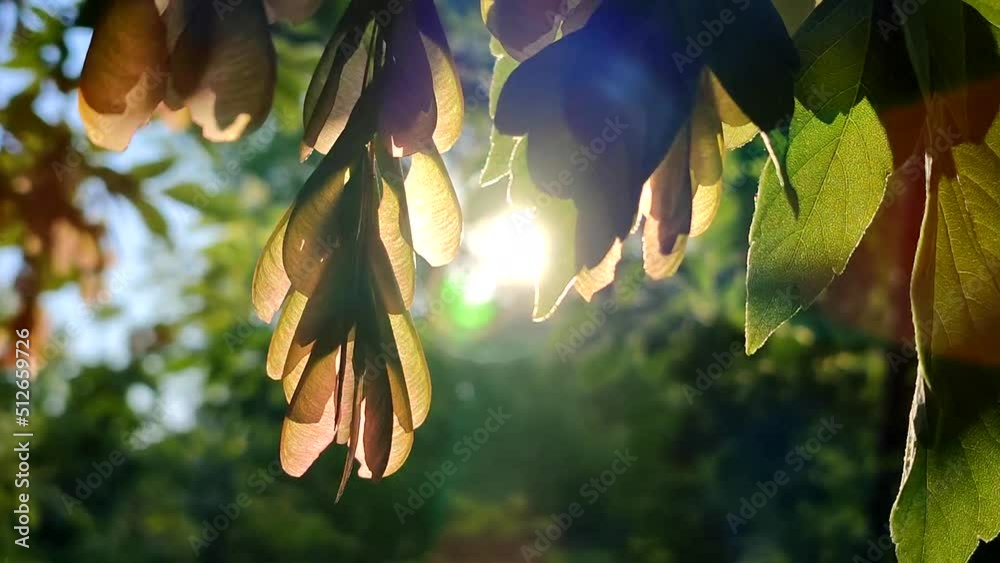 Sun shine through green ash leaves and seeds of tree at dawn sunset in ...