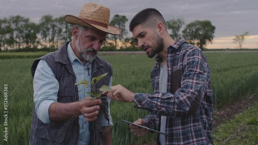 agricultural workers examining weeds on corn field Stock ビデオ | Adobe Stock