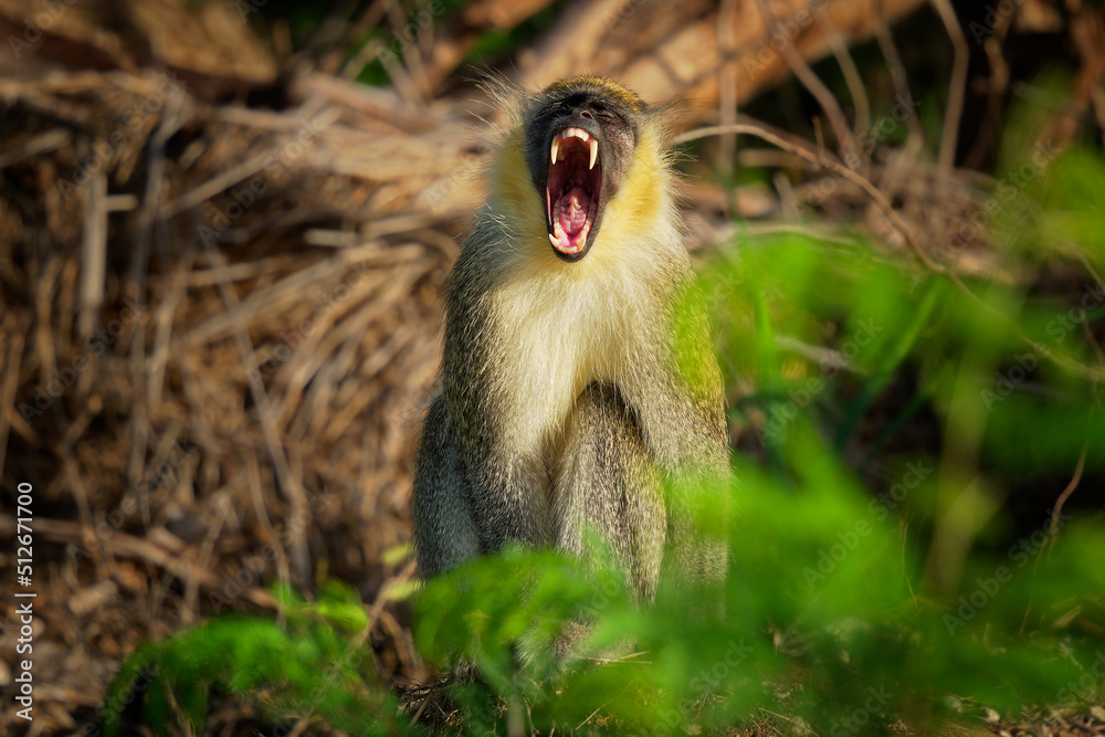 Green monkey (Chlorocebus sabaeus) also Sabaeus monkey, golden-green ...