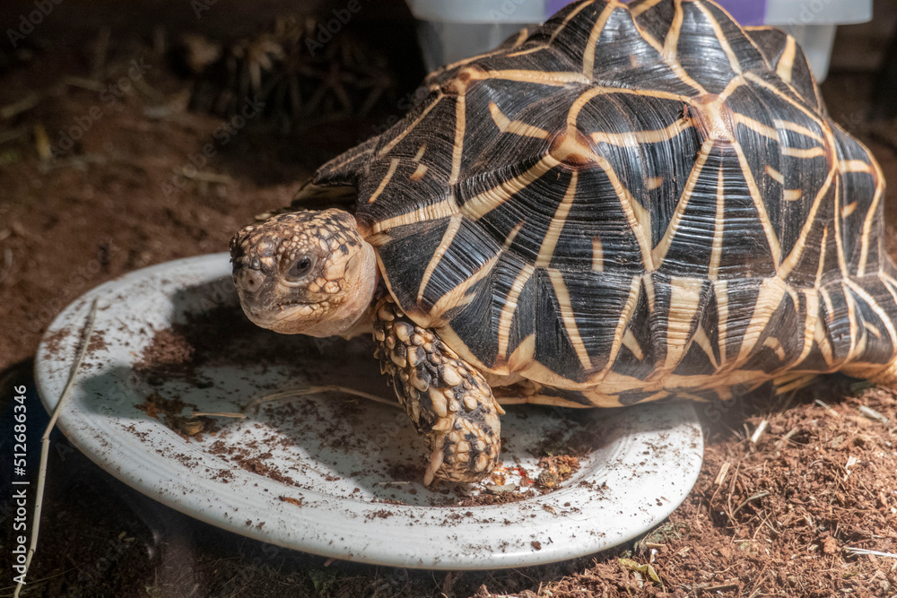The Indian star tortoise (Geochelone elegans) is a threatened tortoise ...