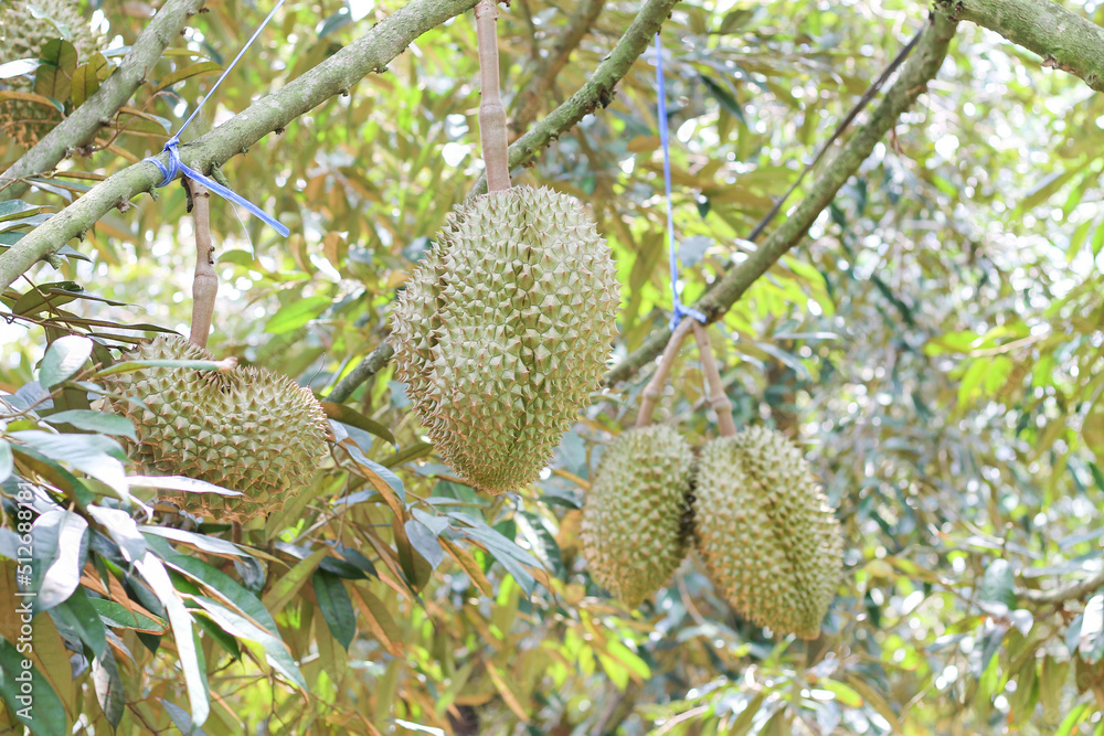 durians on the durian tree in an organic durian orchard. Stock Photo ...