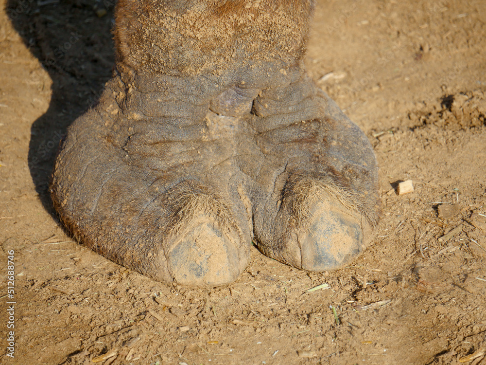 Indian Camel toe hairy close up picture Stock Photo | Adobe Stock