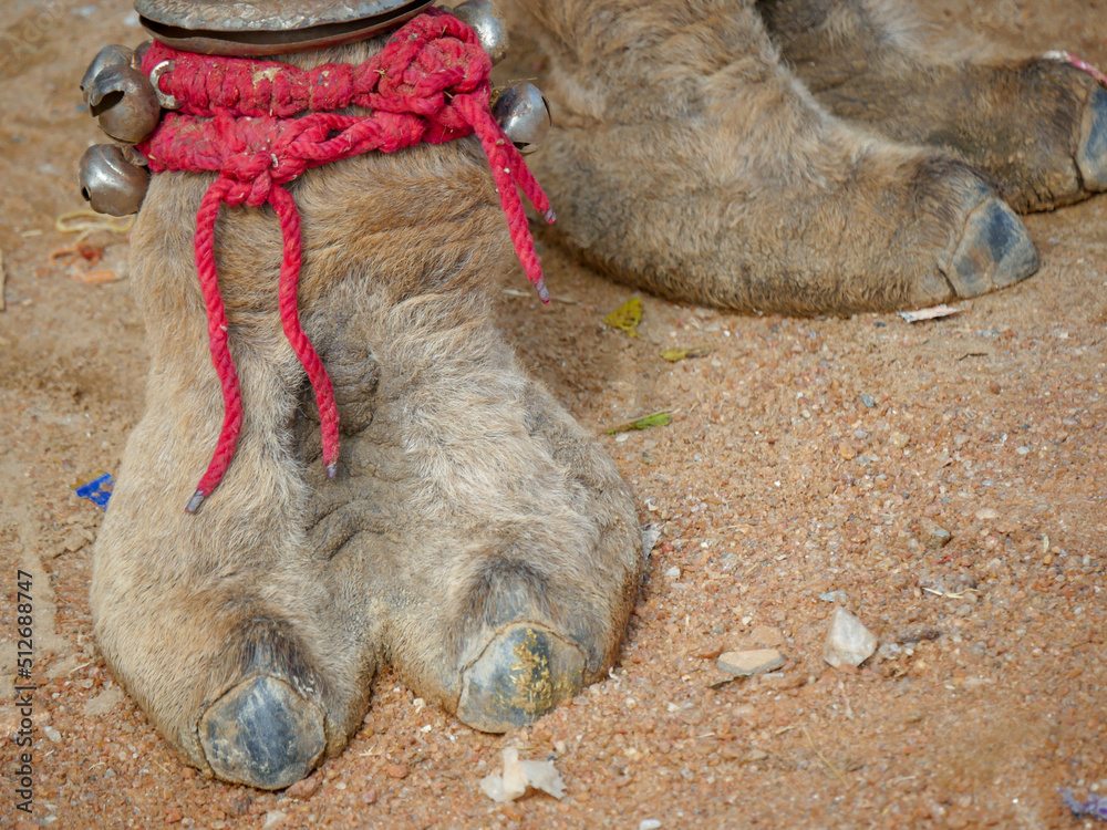 Indian Camel toe hairy close up picture Stock Photo | Adobe Stock