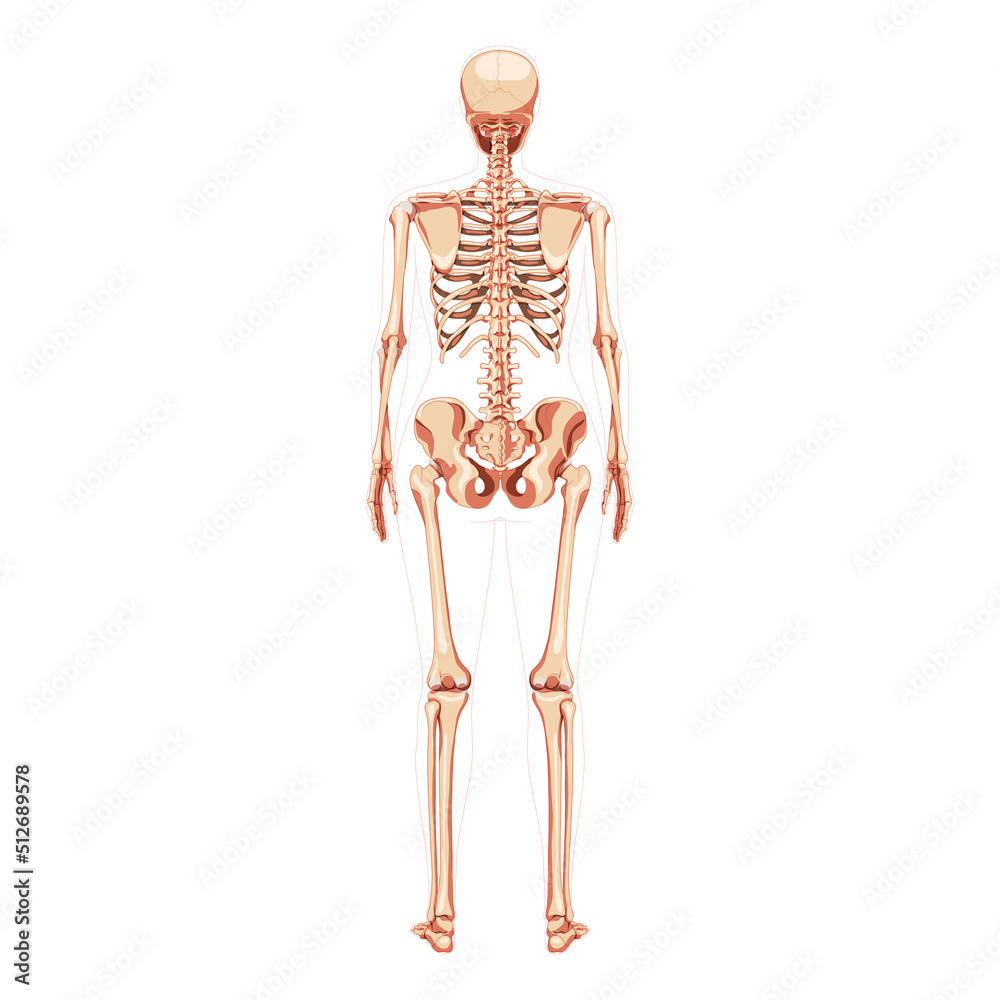 Women Skeleton Human body bones of female concept. Lady back Posterior ...