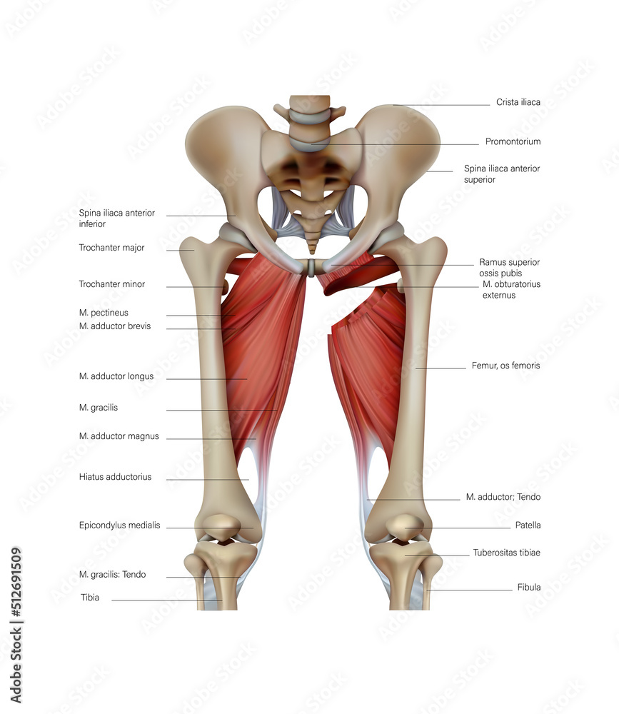 Anatomy and structure of the muscles of the human leg. Vector 3D ...