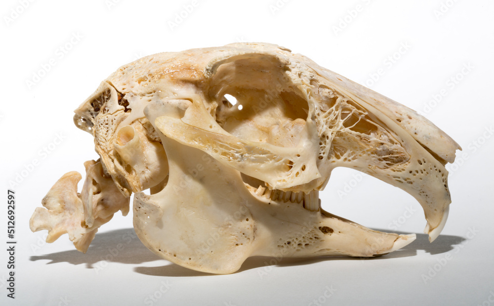 Skull of a hare on a white background. Rodent - (Lepus timidus). The ...