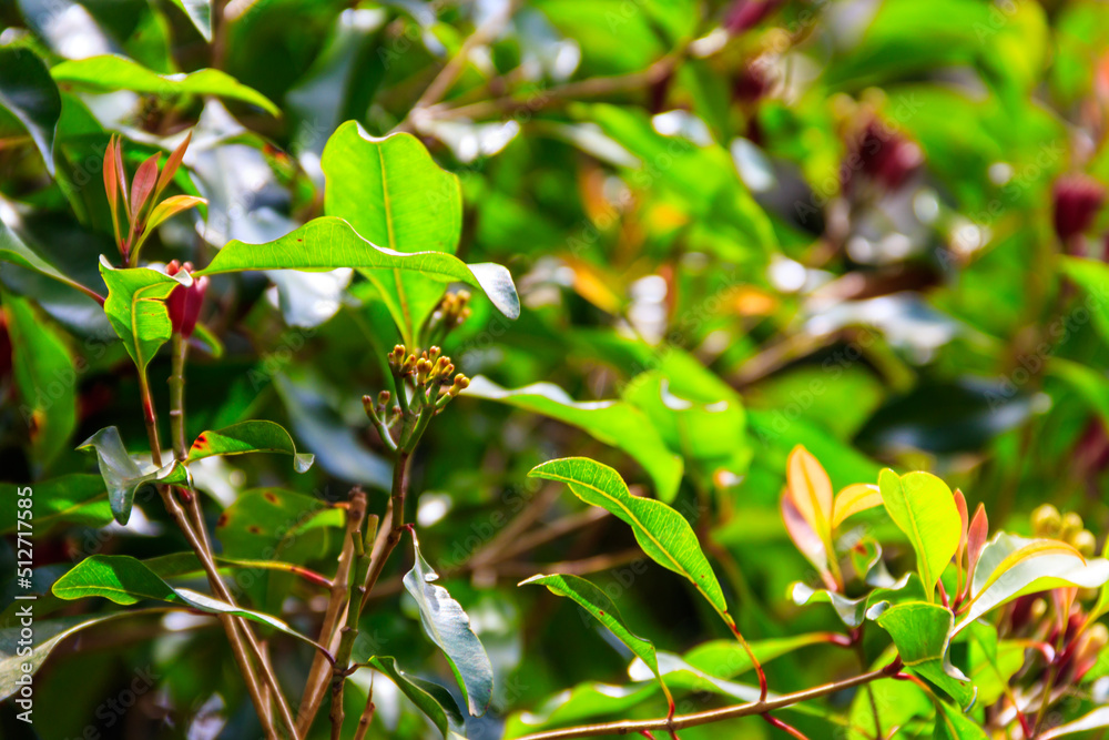 Clove tree (Syzygium aromaticum) with aromatic flower buds in bloom ...