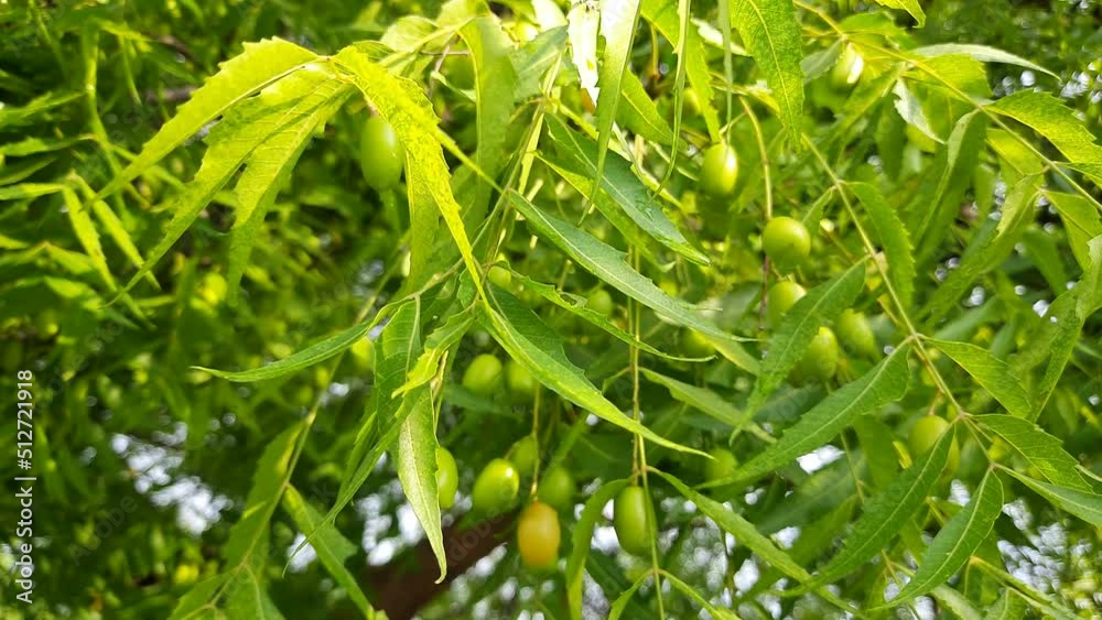 Neem fruits in the tree. It's other names Azadirachta indica, nimtree ...