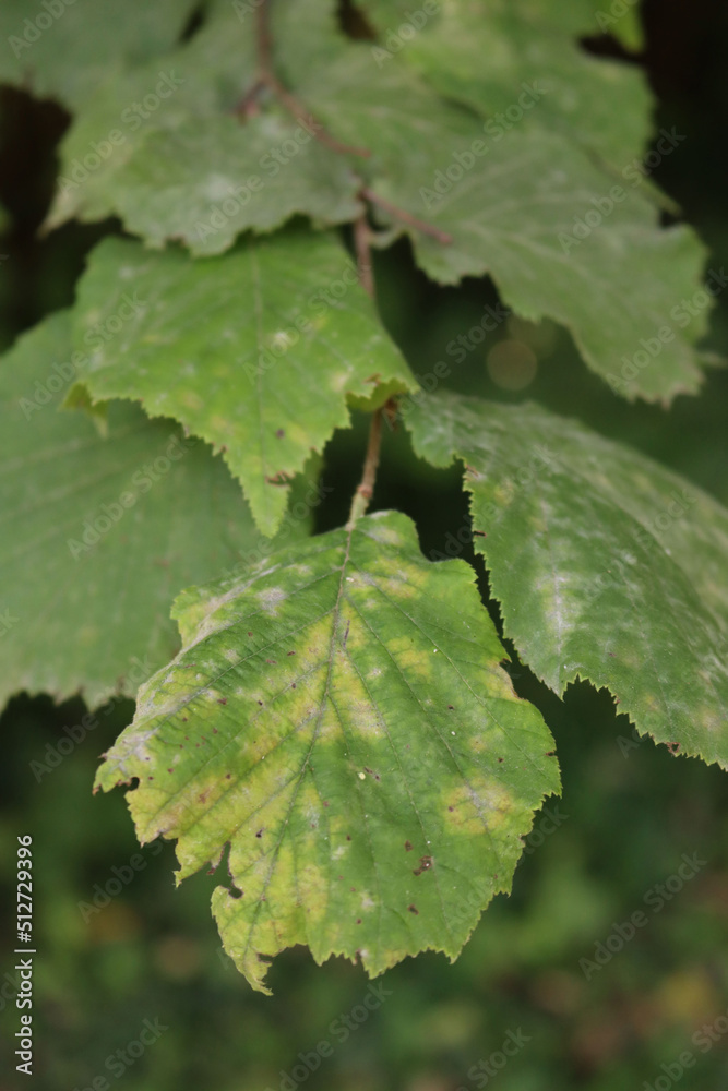 Close-up of green hazelnut leaves with gray spots damaged by Oidium sp ...