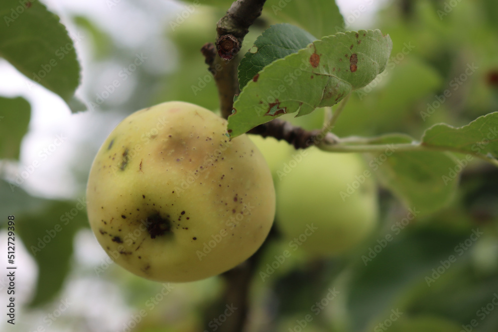 Rotten apple damaged by disease on the tree in the orchard. Apple fruit ...