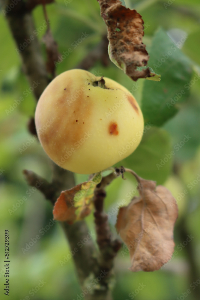 Rotten apple damaged by disease on the tree in the orchard. Apple fruit ...