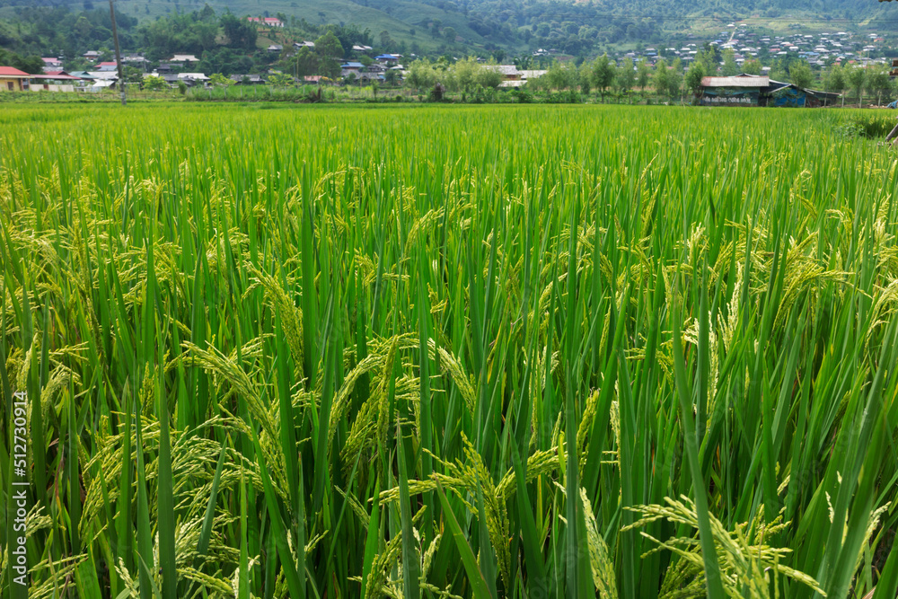 Green Rice Grain Field Planting Farming Mountain Harvest Season in ...