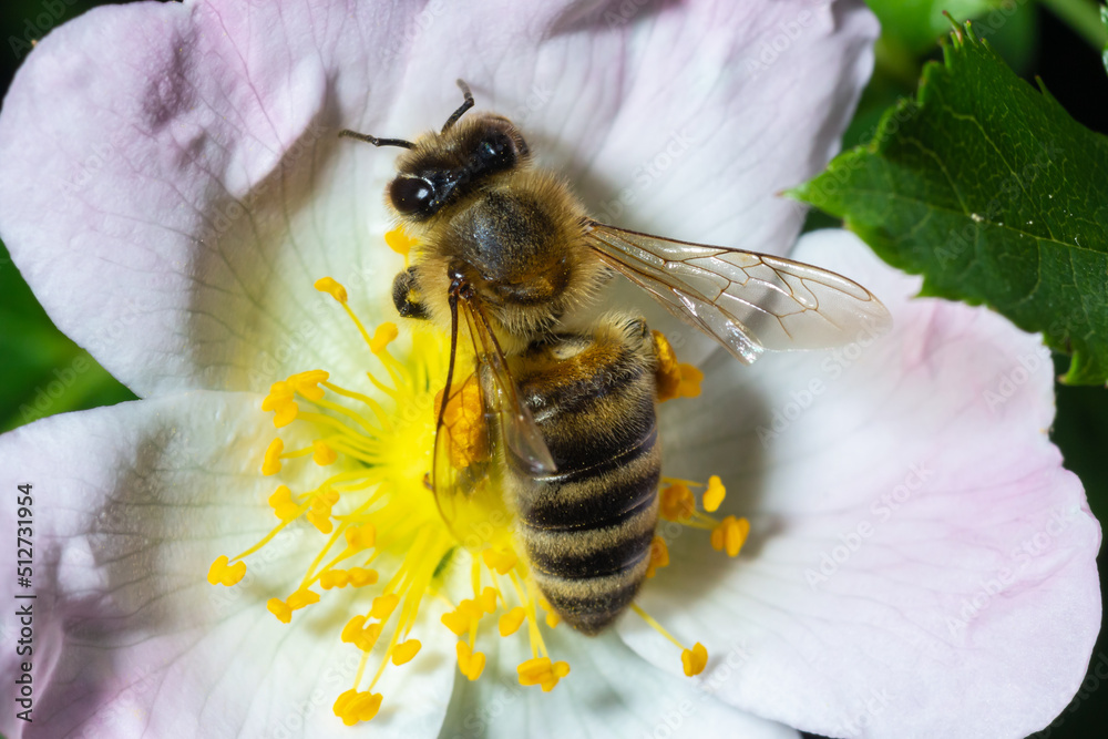 Honey bee Apis Mellifera is collecting pollen on white flower of bush ...