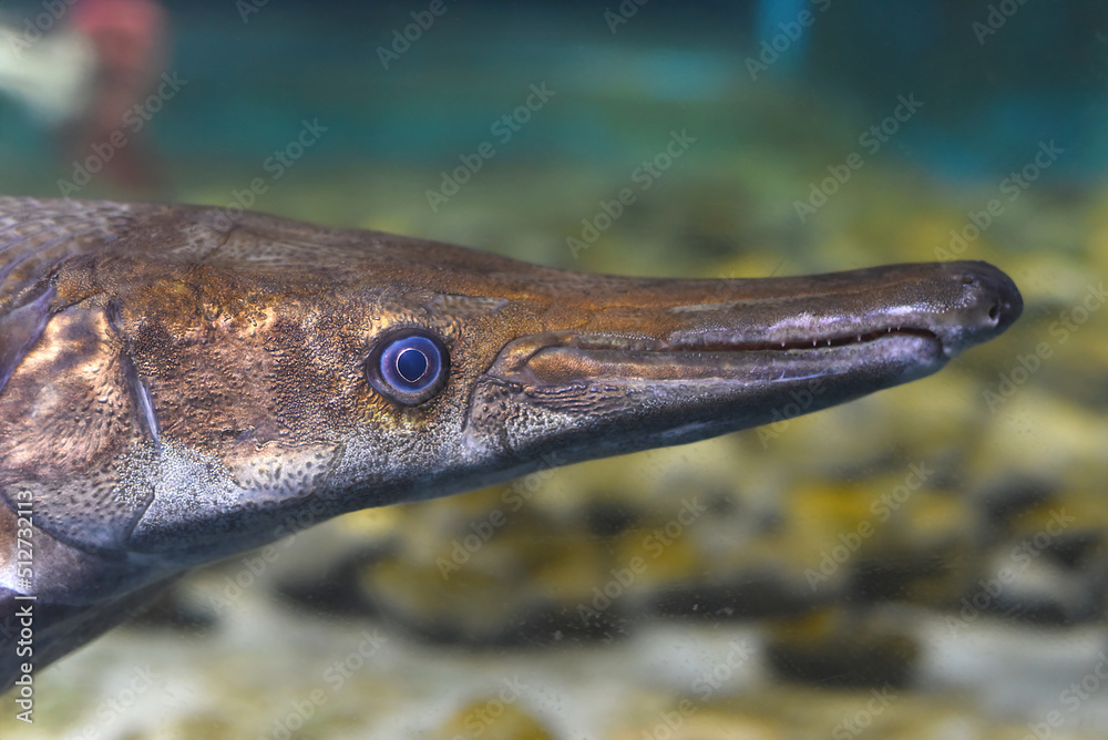 Alligator Gar fish swimming in an aquarium close-up Stock Photo | Adobe ...