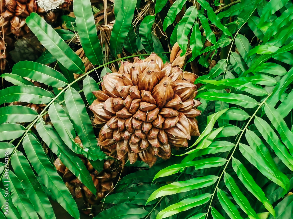 Nypa fruticans Wurmb on tree. Nipa palm seed Stock Photo | Adobe Stock