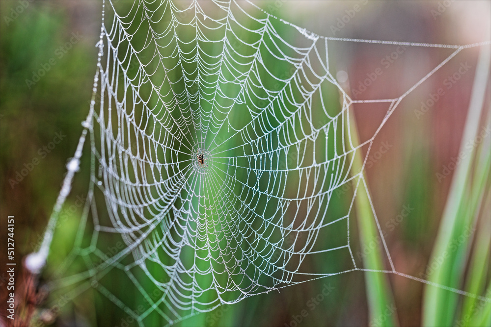 Piccolo ragno nella grande ragnatela, bagnata di rugiada, in mezzo al ...