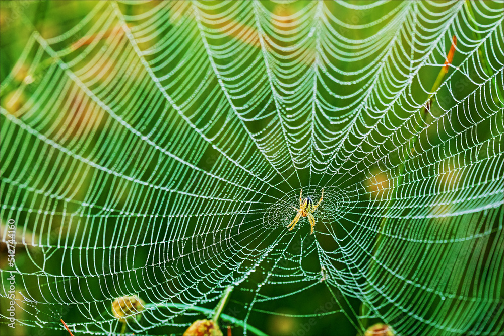 Piccolo ragno nella grande ragnatela, bagnata di rugiada, in mezzo al ...