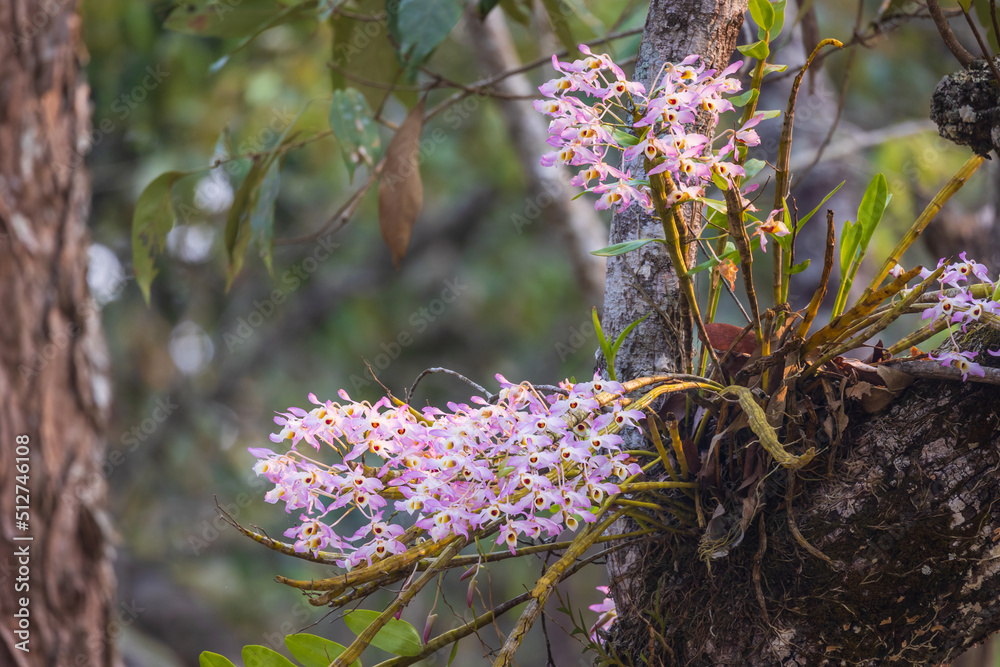 Dendrobium nobile Lindl., Beautiful rare wild orchids in tropical ...