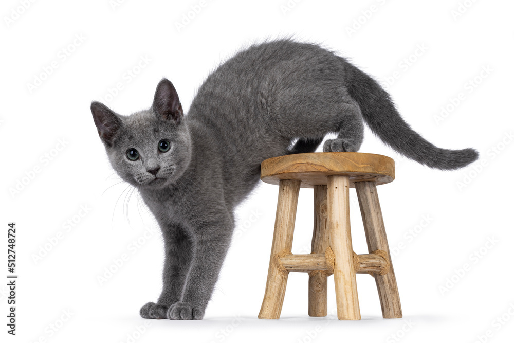 Excellent typed Russian Blue cat kitten, stepping side ways of little ...
