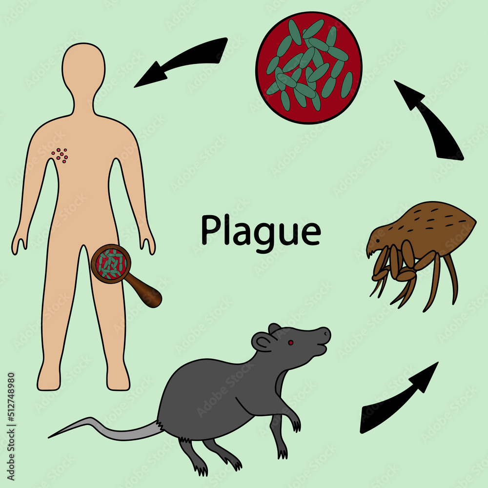 Bubonic plague. Plague bacterium infection scheme: rat-flea-human ...