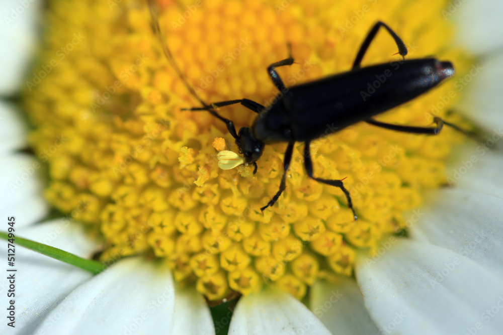 Bug Still Alive while a The Laboulbeniales order of Fungi also known by ...