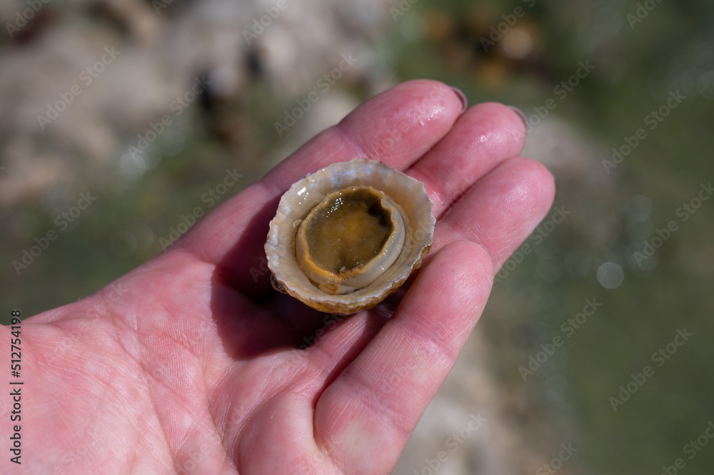 Edible sea water molluscs Patella caerulea, species of limpet in family ...