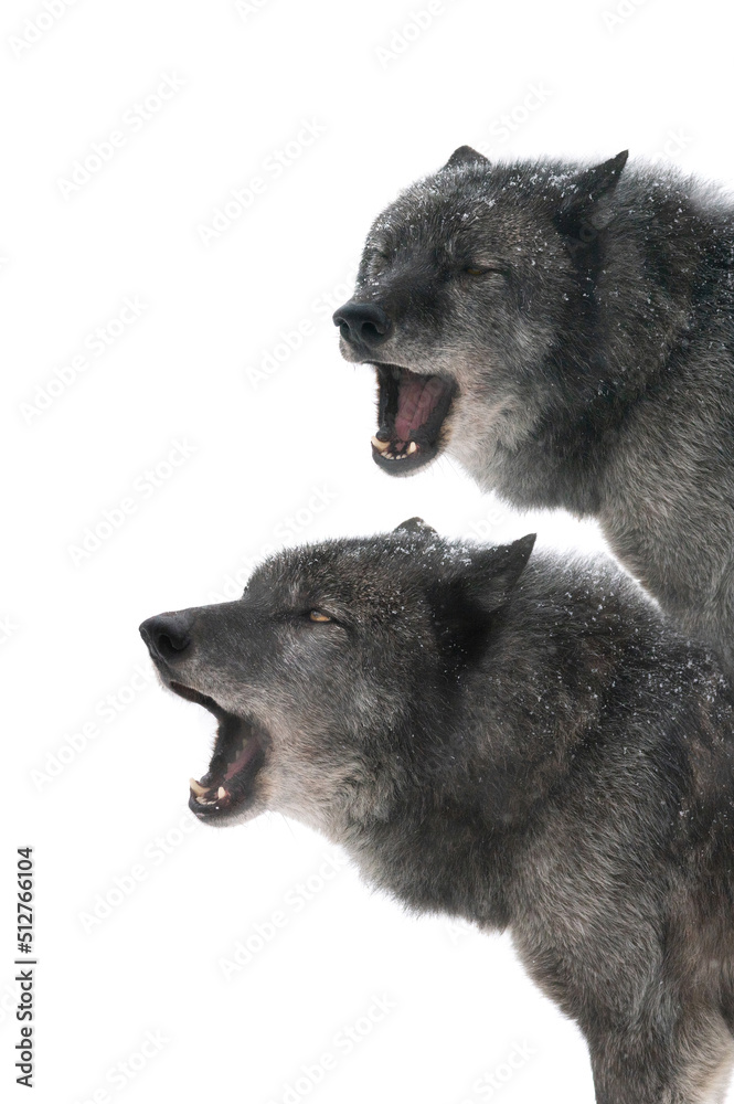 two canadian wolf howl isolated on white background Stock Photo | Adobe ...