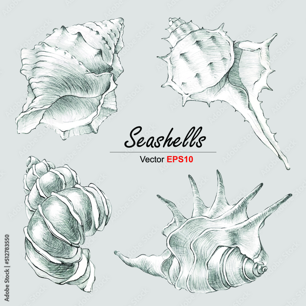 Hand drawing set of realistic seashells. Vector sketch illustration of ...