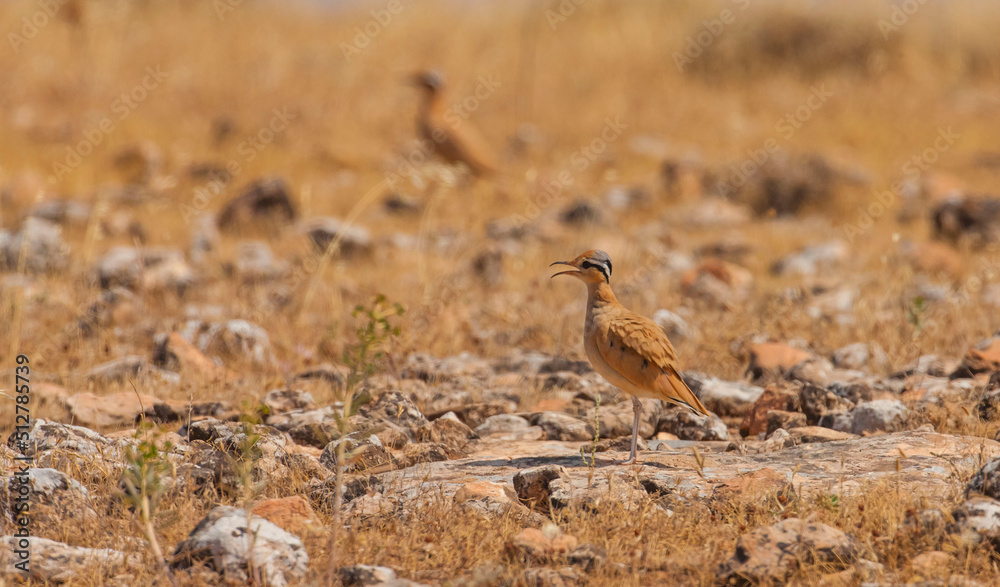 Cream-colored cours Cursorius cursor, every year comes from Africa in ...