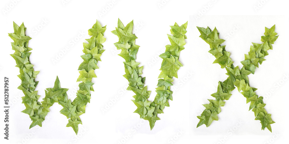 Letters W V and X from decorative ivy on a white background. Letters W ...