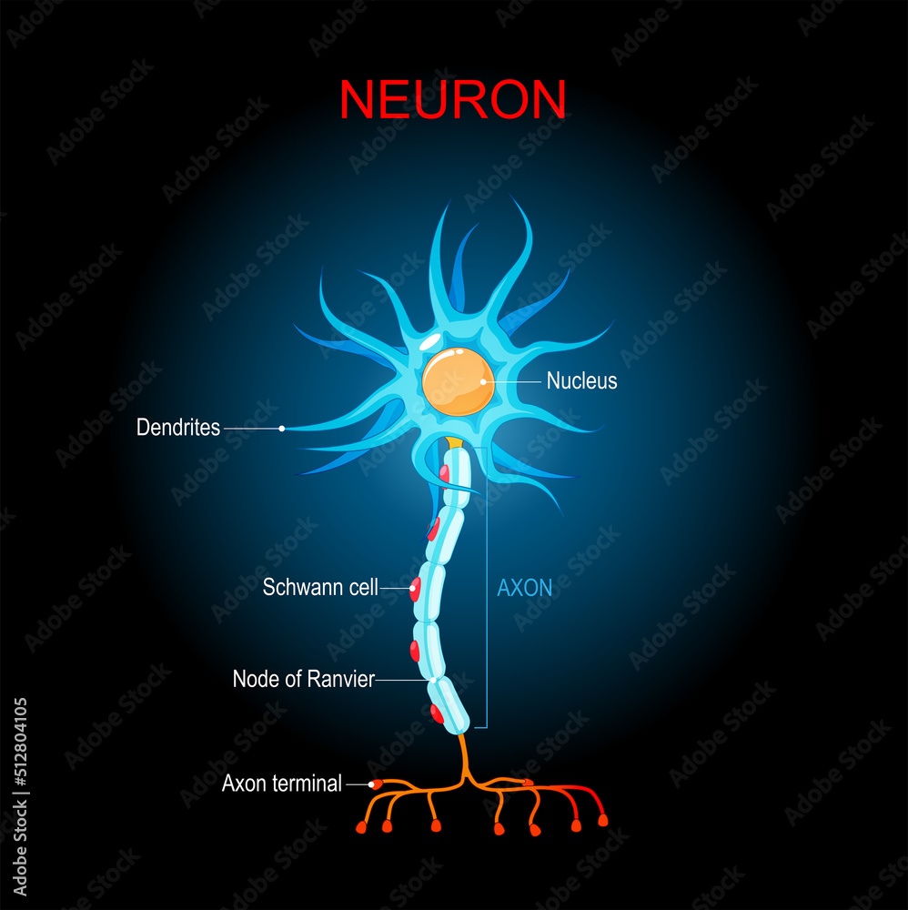 brain neuron Structure. Biological Anatomy of neuron cell Stock Vector ...