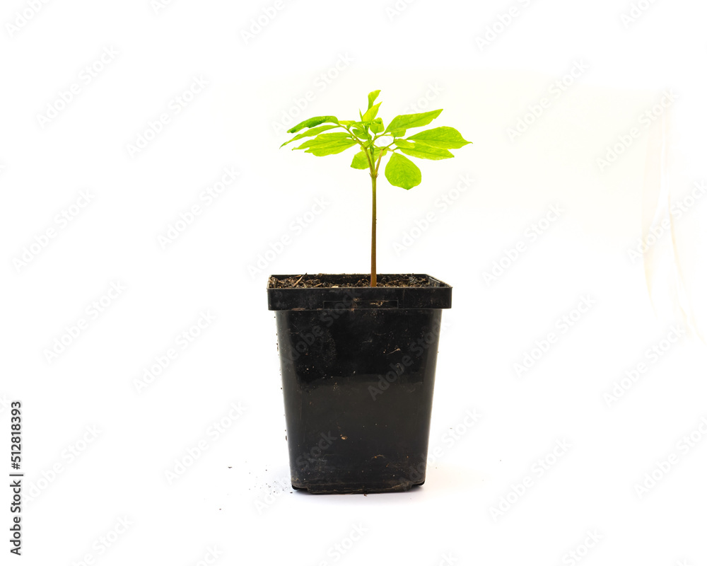 Moringa or drumstick tree seedling growing in black nursery pot ...