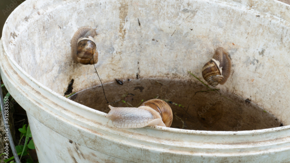 Roman snails in plastic bucket full of rainwater. Stock Photo | Adobe Stock