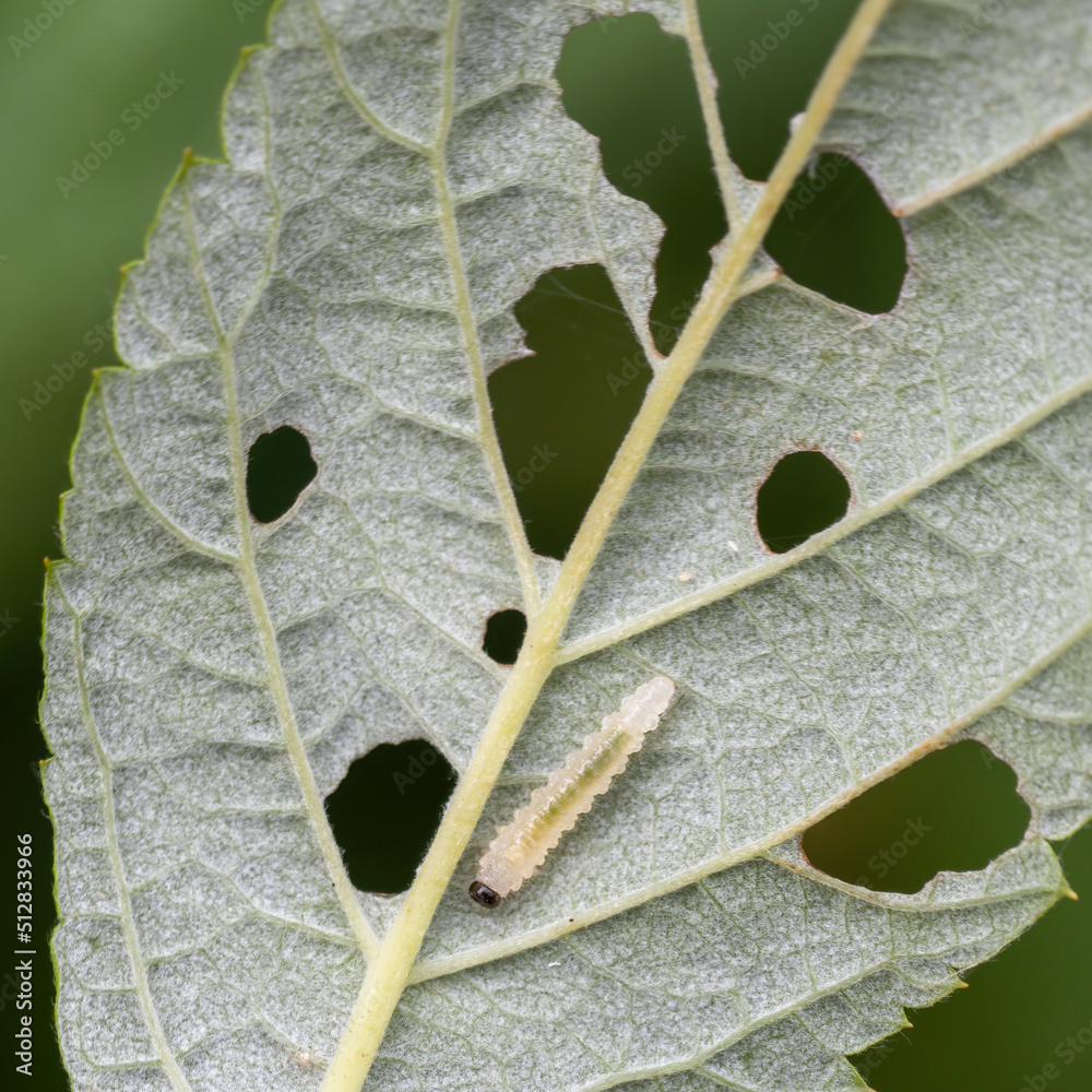 Raspberry sawfly Monophadnoides geniculatus larva and damage on leaf ...