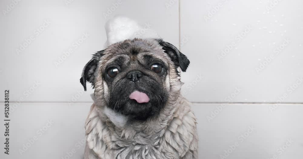Portrait of a funny dog, cute pug dog with soapy foam on the head while ...