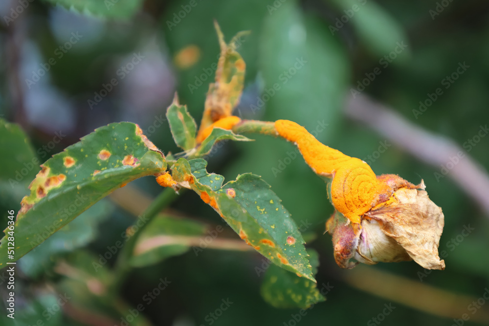 Disease of plant in the family Rosaceae. Damage to rose rust ...