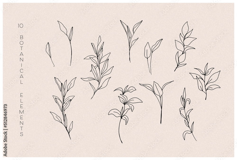 Botanical Line Drawing Flowers and Plants Sketch collection. Modern ...