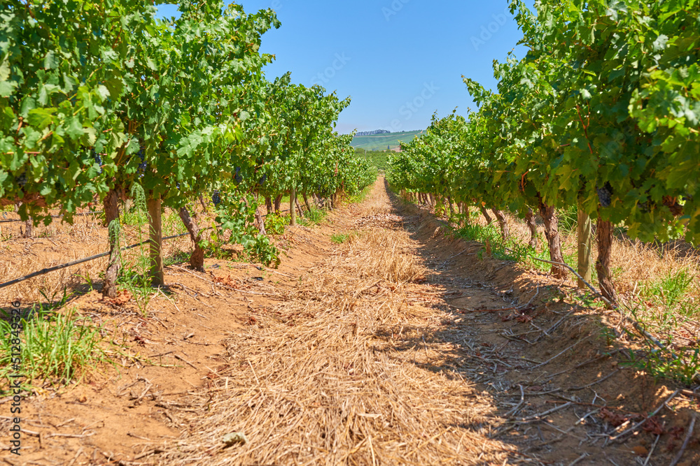 Vineyard row on a grape farm that produces wine in Stellenbosch. Wine ...
