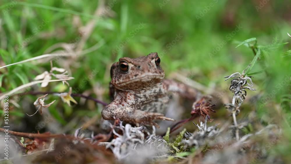 Frog. Toad is a common name for certain frogs, especially of the family ...