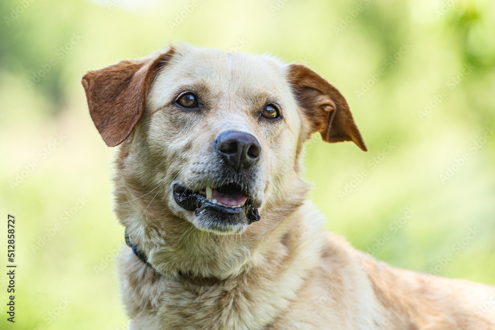 Portrait of a labrador mongrel mix breed dog in a garden in summer ...