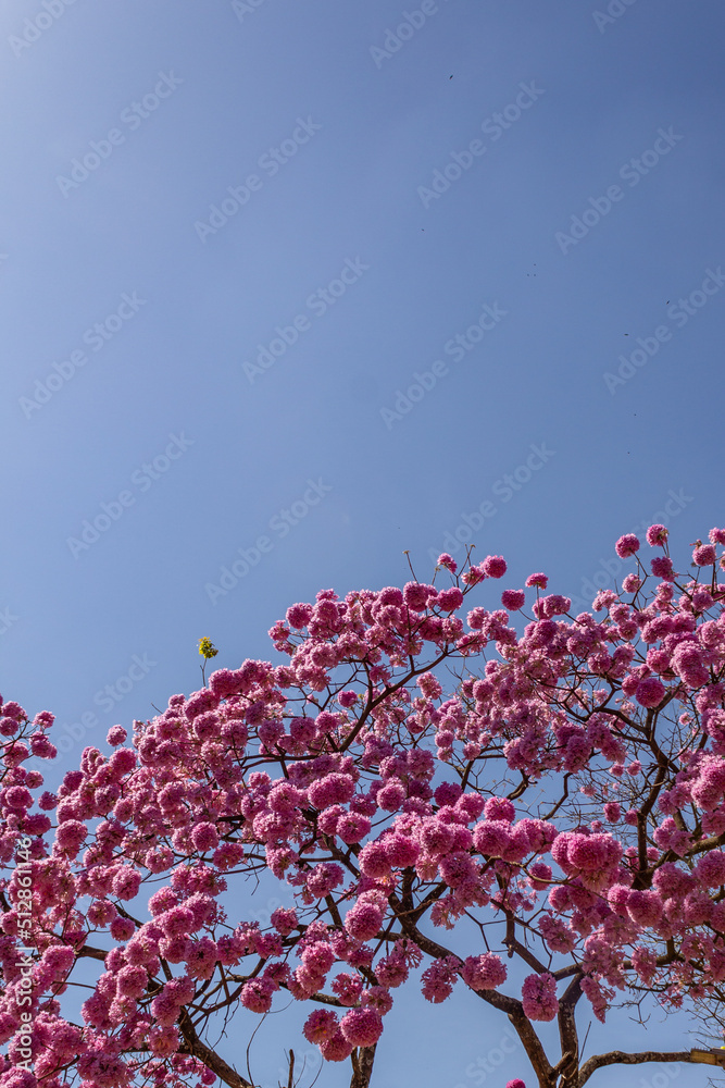 Detalhe de galhos de um ipê roxo florido com céu azul ao fundo. Ipê ...
