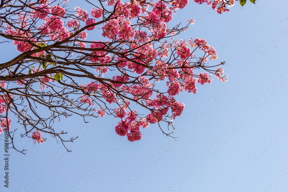 Foto de Detalhe de galhos de um ipê roxo florido com céu azul ao fundo ...