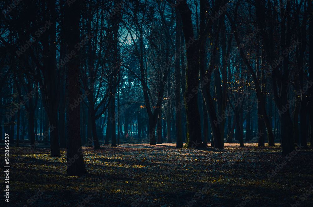 Mystical Strange forest in a fog with leaves. Background mystic ...