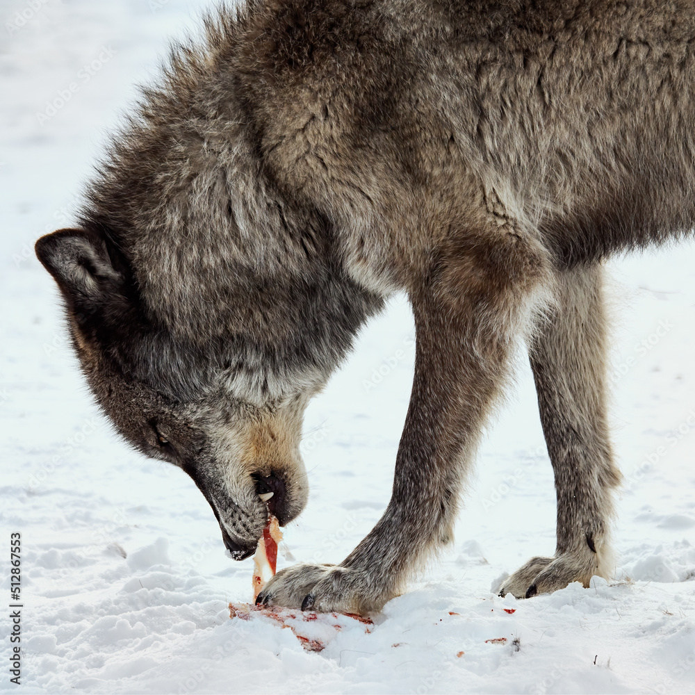 Photo & Art Print Timber Wolf Eating Meat, Sherry