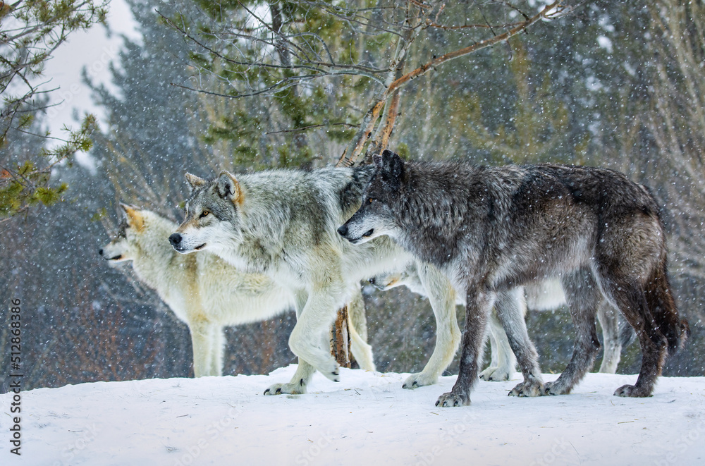 Grey Wolf Pack Hunting