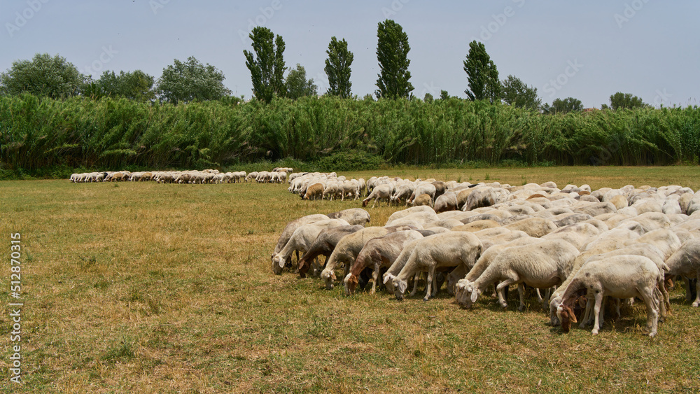 Grazing sheep at Appia Antica urban regional park in Rome Stock Photo ...