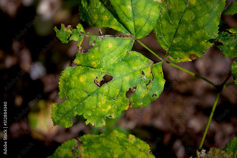 Autumn leaves in various states of decay captured along a hiking trail ...