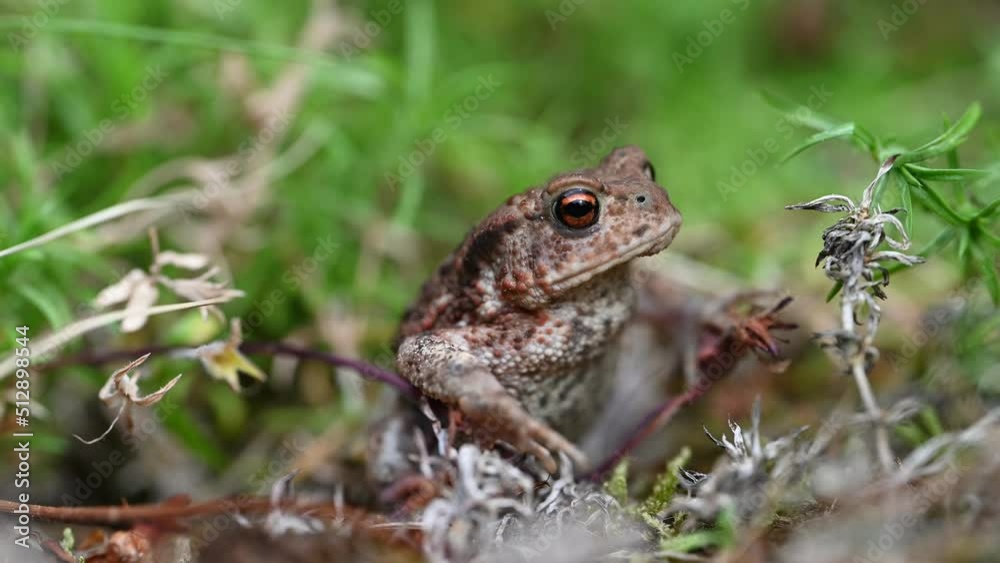 Frog. Toad is a common name for certain frogs, especially of the family ...