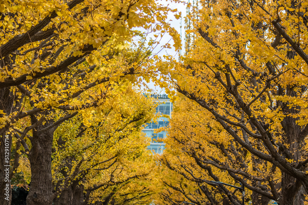 Central Tokyo,Japan on December6,2019:Beautiful yellow tunnel at Icho ...