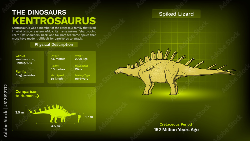 Description and Physical Characteristics of Kentrosaurus - Vector ...